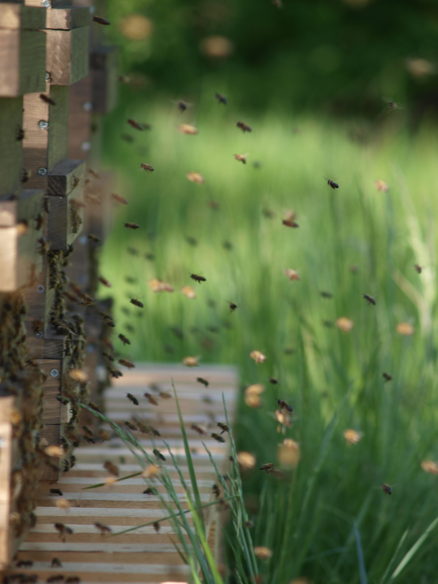 Bienenstand - Imkerei Wacker